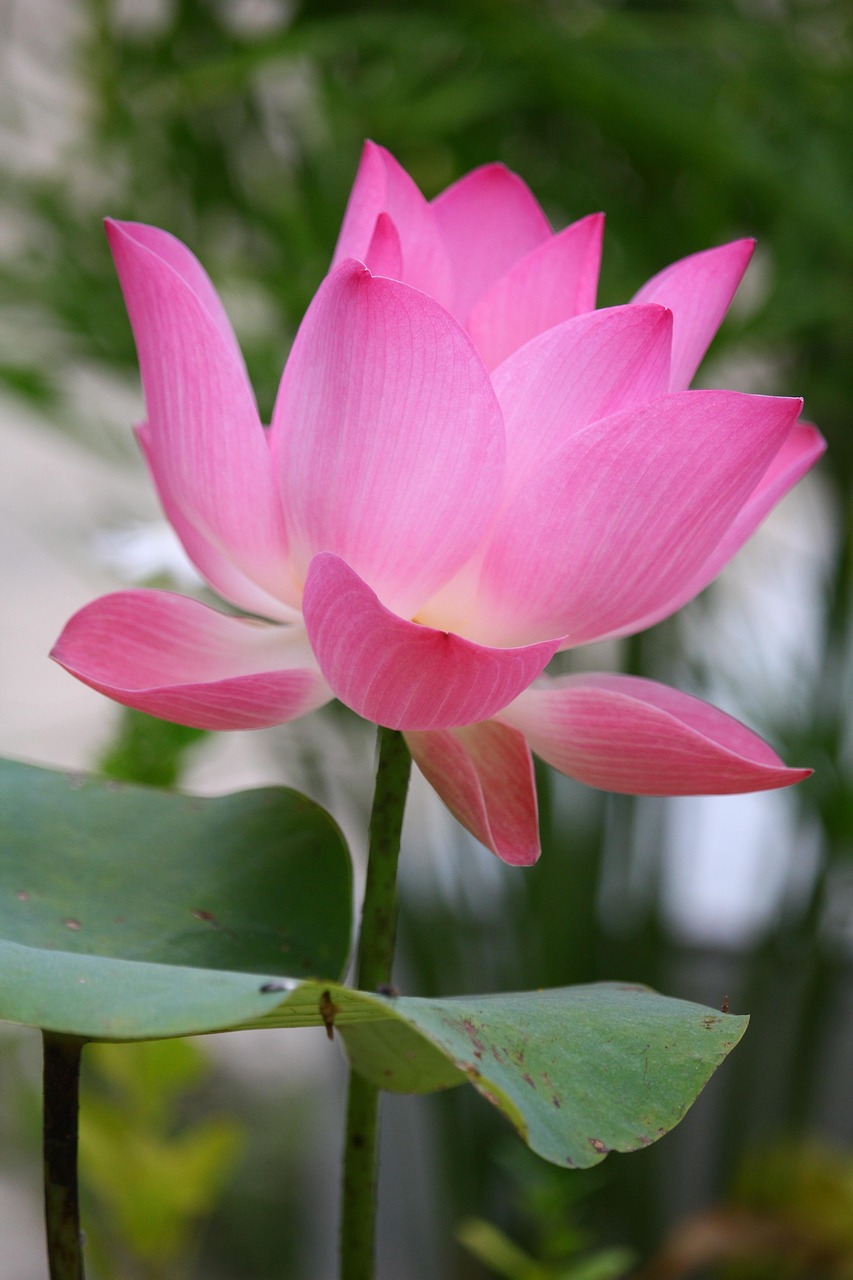 Serpent Tattoo Meaning